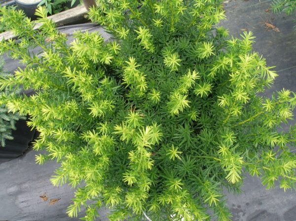 Taxus × media ‘Densiformis’: Why the Dense Yew Is a Canadian Landscape ...