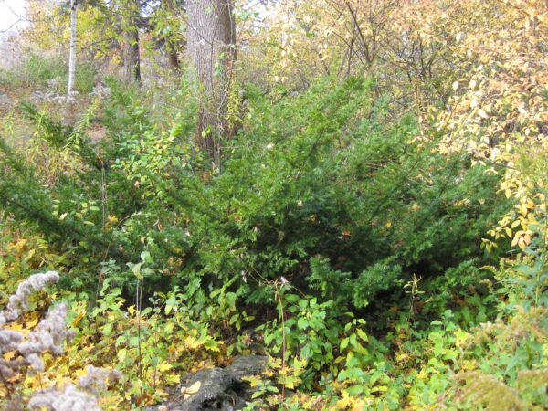 Taxus × media ‘Densiformis’: Why the Dense Yew Is a Canadian Landscape ...