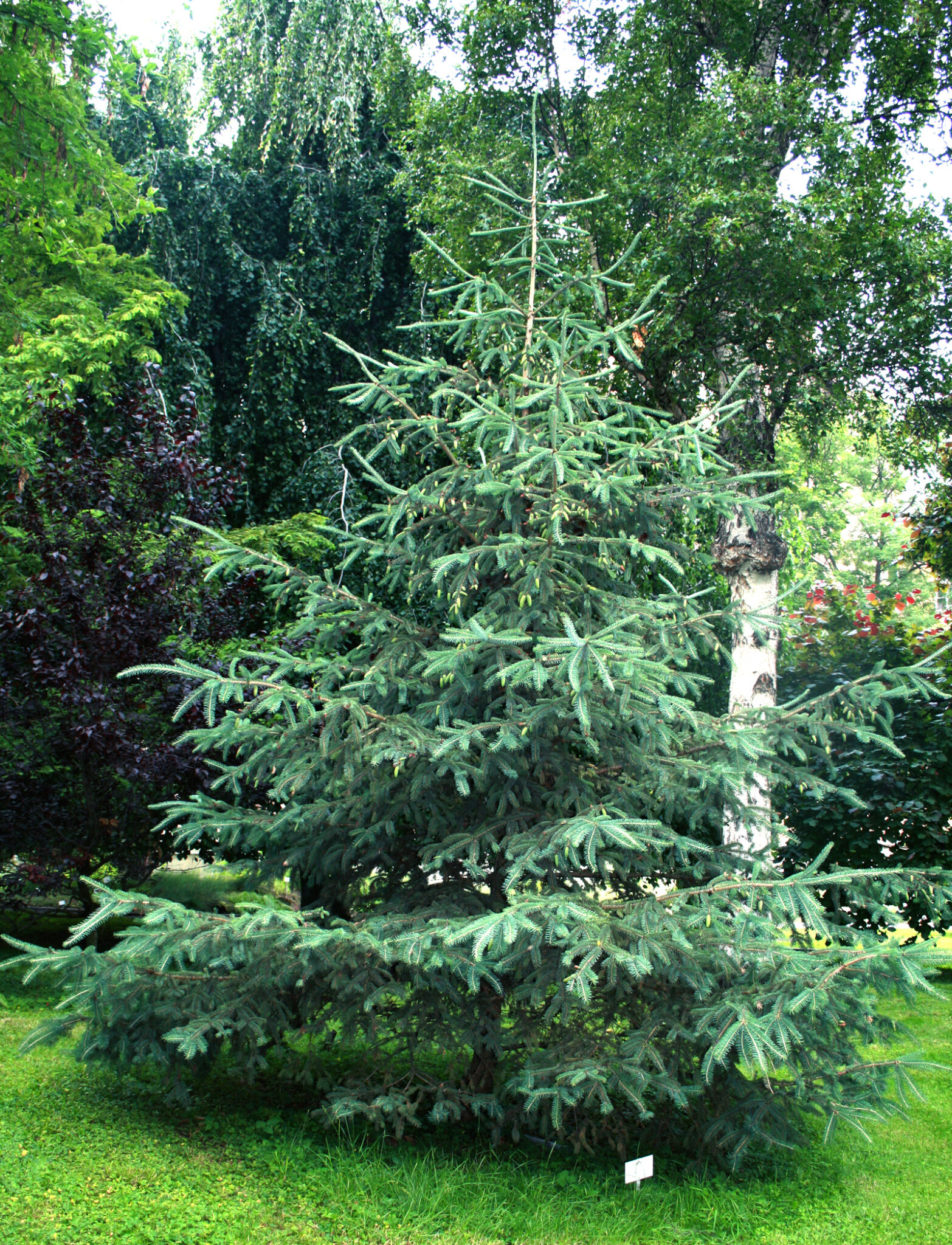 Picea glauca – White Spruce: A Native Evergreen With Exceptional ...
