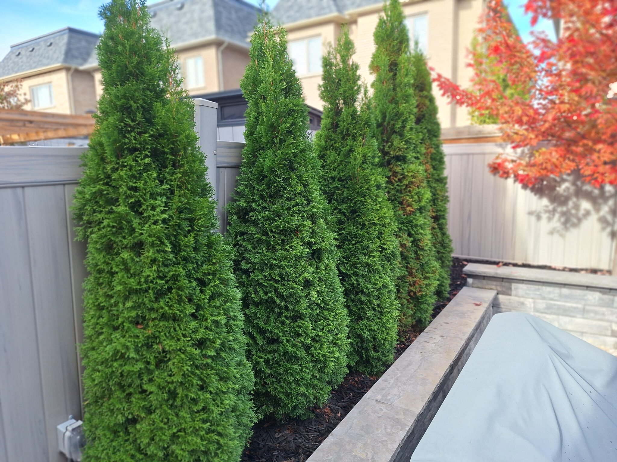 Thuja occidentalis: Origins, Cultivars, Landscape Uses, Care, and ...